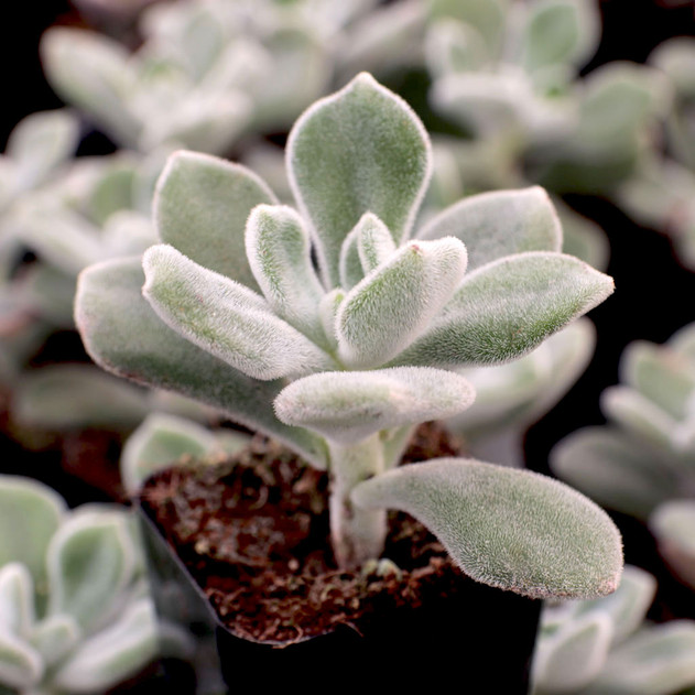 31 Fuzzy Succulent Plants that make you go "Awww!"