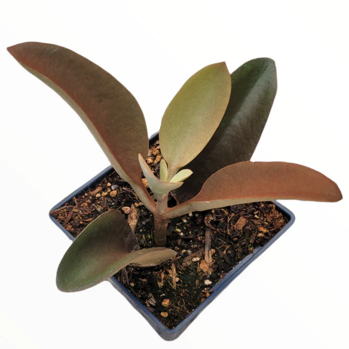 31 Fuzzy Succulent Plants that make you go "Awww!"