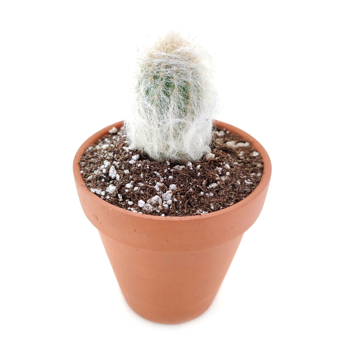 31 Fuzzy Succulent Plants that make you go "Awww!"