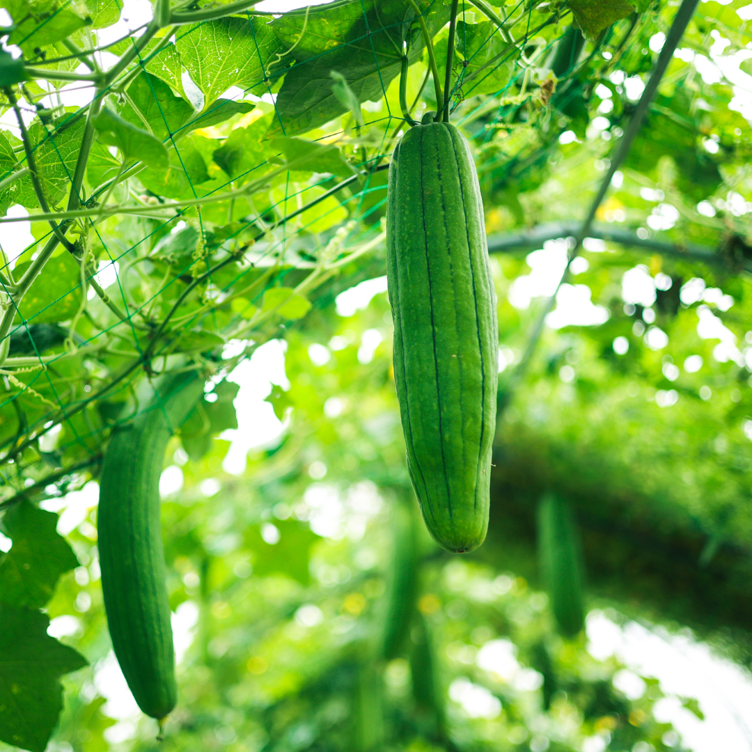 18 Beautiful and Edible Vines for your Home Landscape