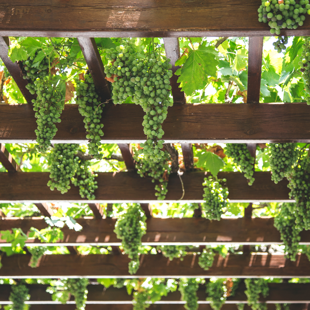 18 Beautiful and Edible Vines for your Home Landscape