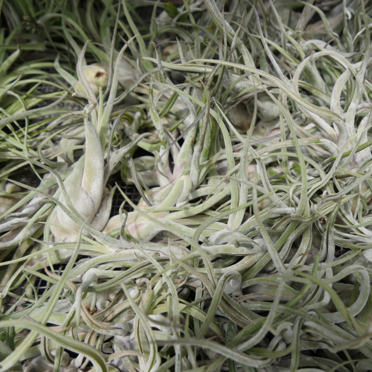 Easy Tillandsia Caput Medusae Care | Air Plant Guide - The Girl with a ...