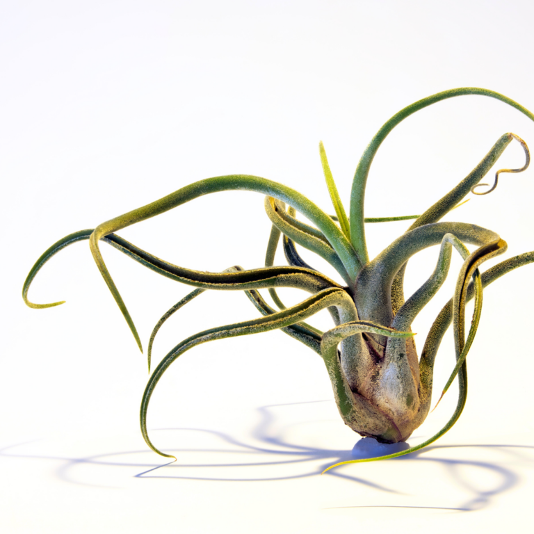 Easy Tillandsia Caput Medusae Care | Air Plant Guide - The Girl with a ...