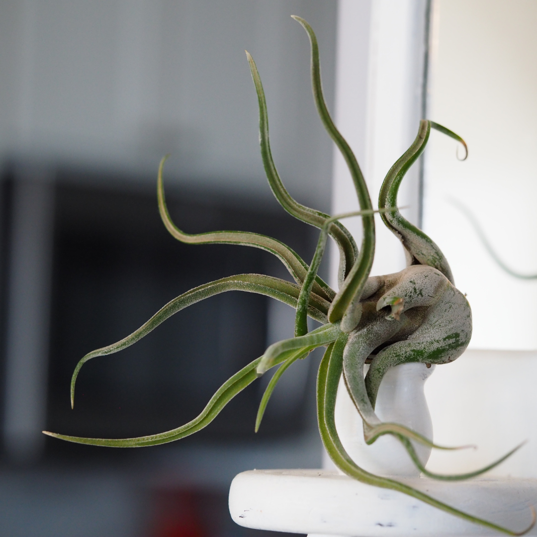 Easy Tillandsia Caput Medusae Care | Air Plant Guide - The Girl with a ...