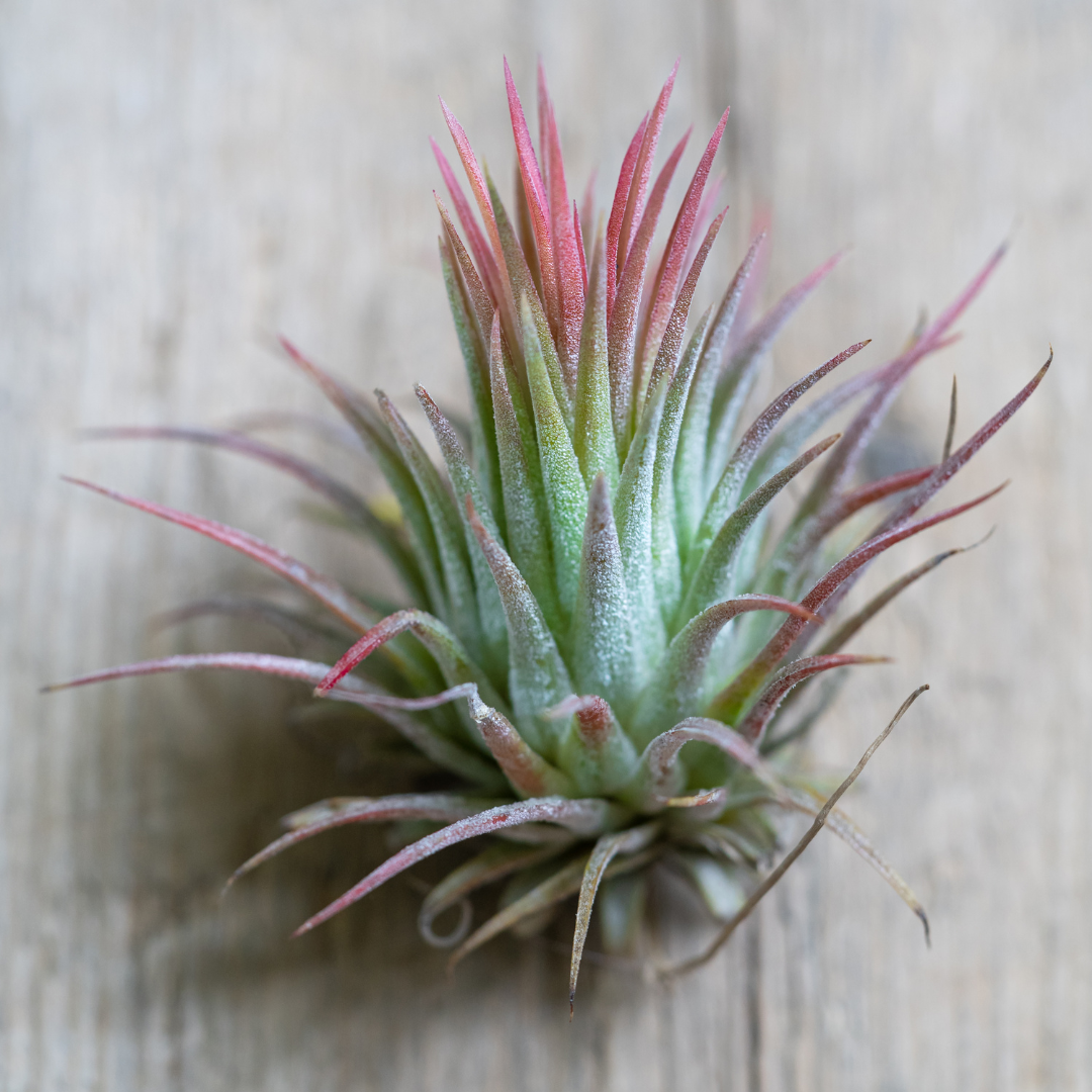 How to Grow Tillandsia Ionantha | Air Plant Care - The Girl with a Shovel