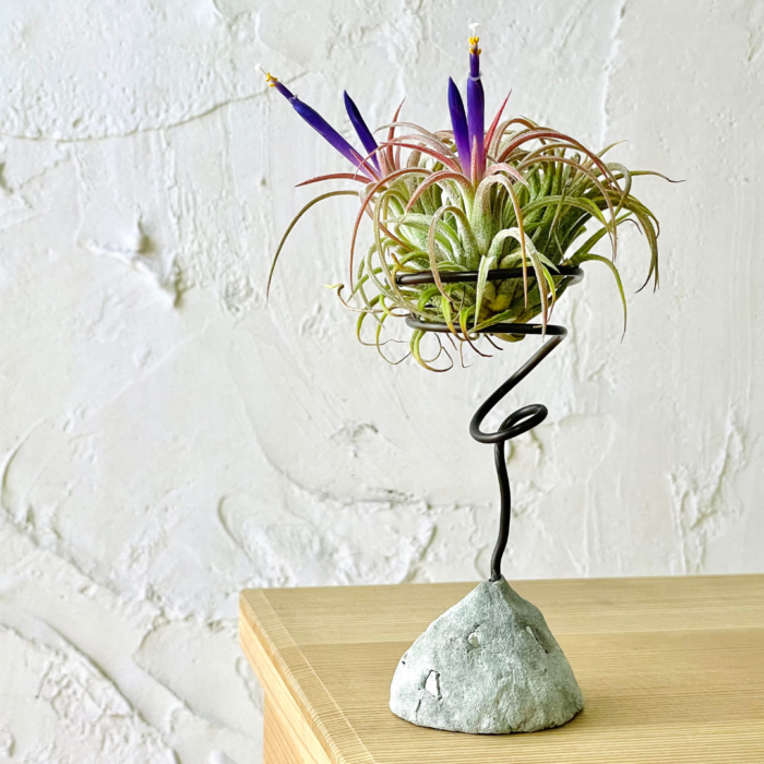 How to Grow Tillandsia Ionantha | Air Plant Care - The Girl with a Shovel