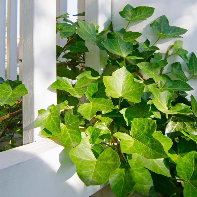 27 BEST Low-Light Indoor Plants (That are easy to care for!) - The Girl ...
