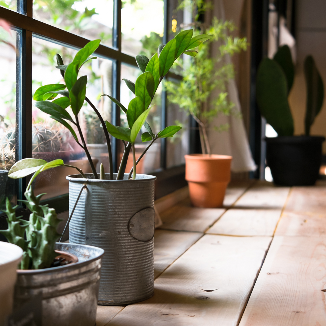27 BEST Low-Light Indoor Plants (That are easy to care for!) - The Girl ...