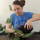 How to Repot Anthurium (Step-by-Step Guide & Care Tips!) - The Girl ...
