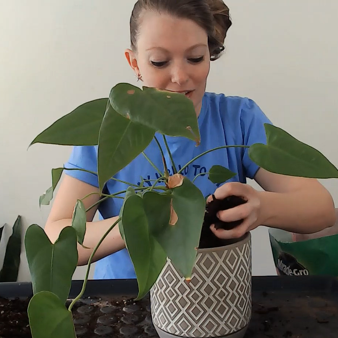 How to Repot Anthurium (Step-by-Step Guide & Care Tips!) - The Girl with a Shovel