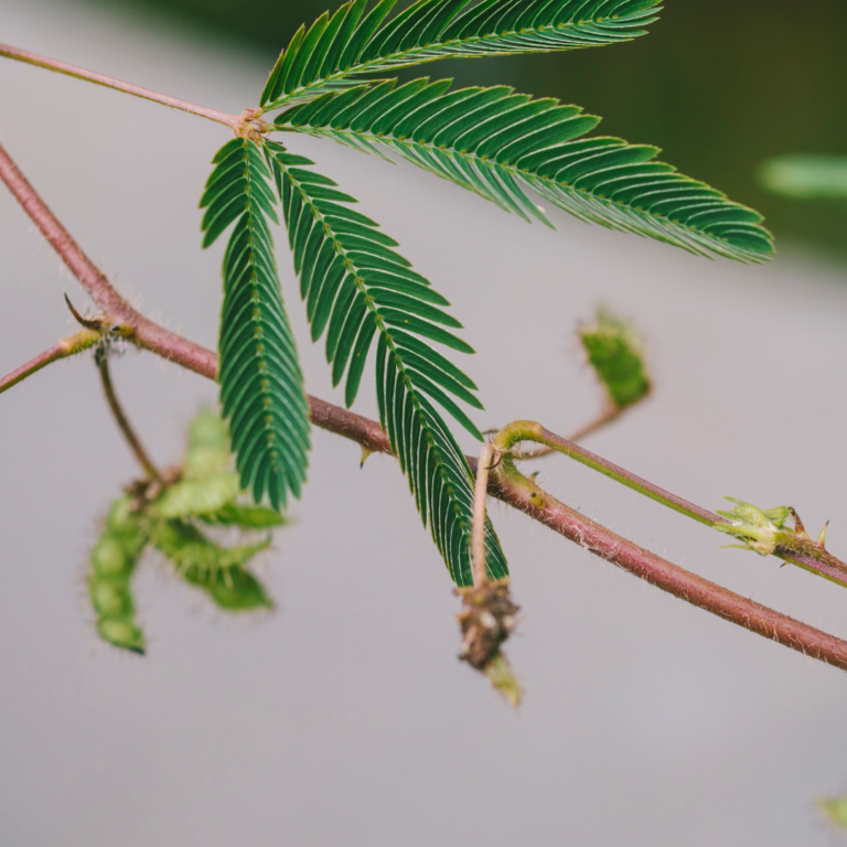 How to Grow Mimosa pudica Indoors | Sensitive Plant Care - The Girl ...