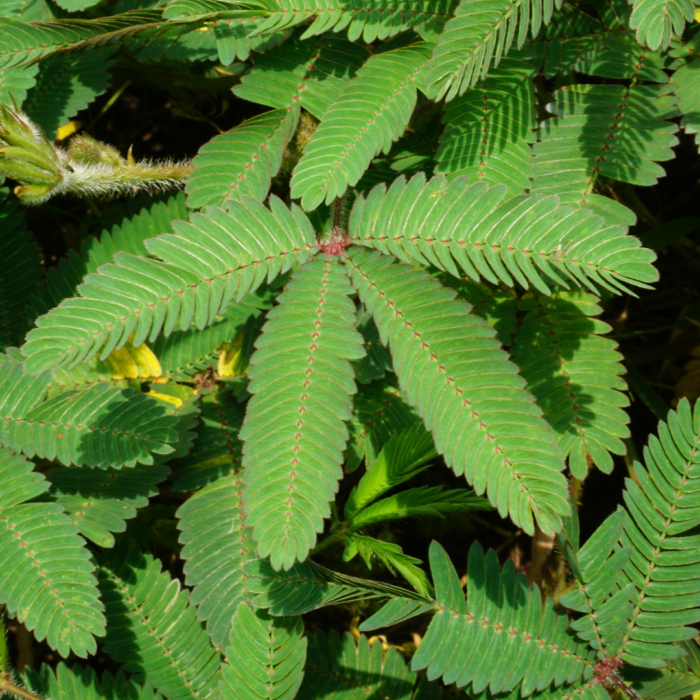 How to Grow Mimosa pudica Indoors | Sensitive Plant Care - The Girl ...