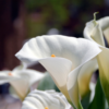 Calla Lily Care Indoors: Preventing and Fixing Drooping in Your Indoor ...