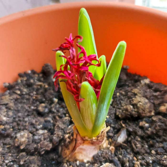 How to Care for Hyacinth in a Vase: Your Complete Guide to Indoor ...
