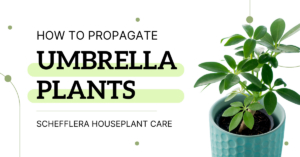 How to Easily Propagate your Umbrella Plant (So it roots!) - The Girl ...