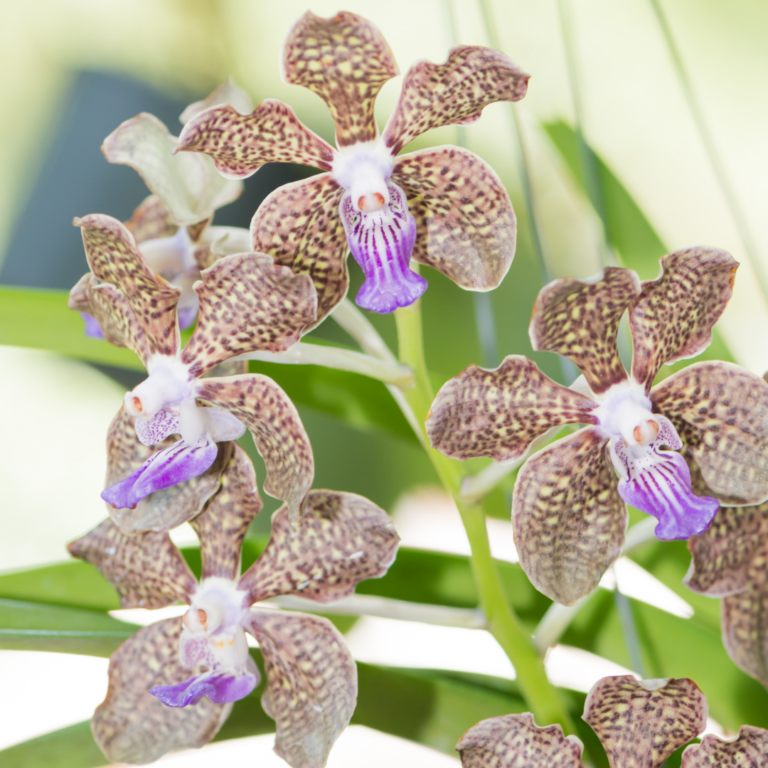 26 Best Types of Vanda Orchids + Beginner's Care Guide - The Girl with ...