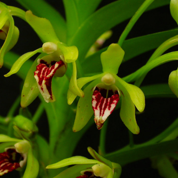 26 Best Types of Vanda Orchids + Beginner's Care Guide - The Girl with ...