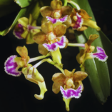26 Best Types of Vanda Orchids + Beginner's Care Guide - The Girl with ...