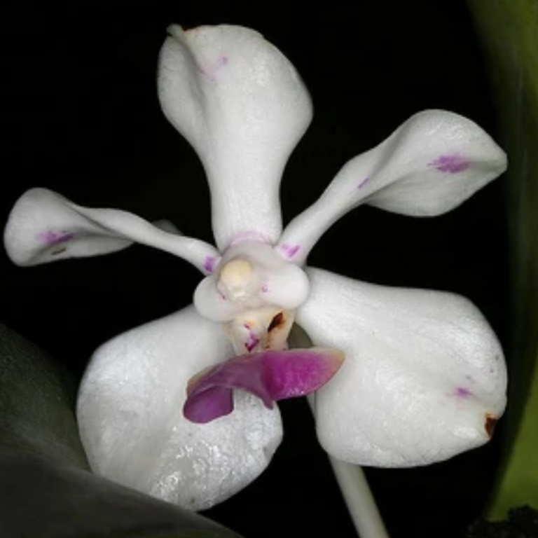 26 Best Types of Vanda Orchids + Beginner's Care Guide - The Girl with ...