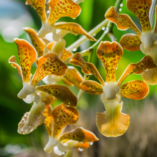 26 Best Types of Vanda Orchids + Beginner's Care Guide - The Girl with ...