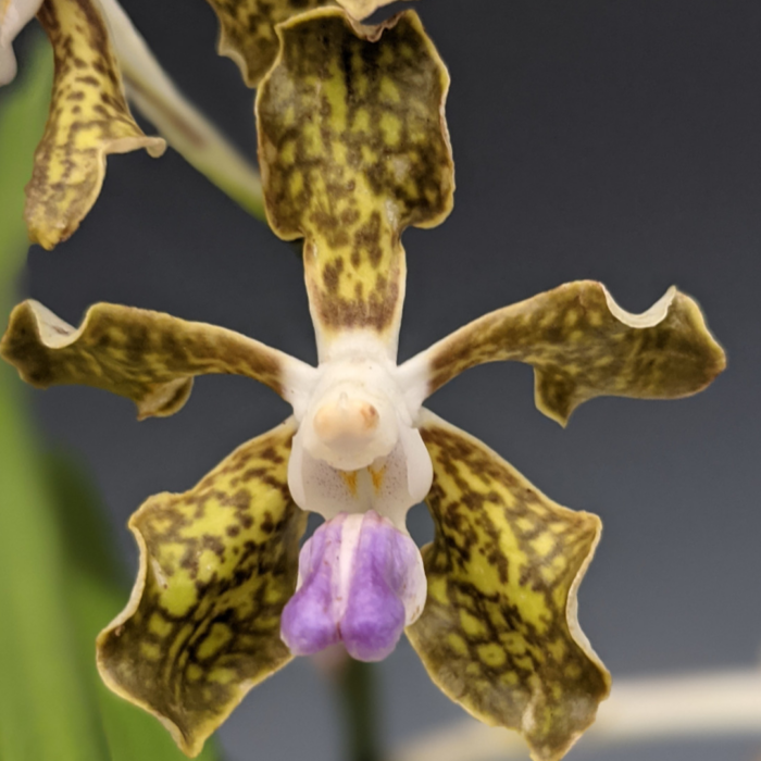 26 Best Types of Vanda Orchids + Beginner's Care Guide - The Girl with ...