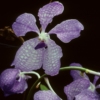 26 Best Types of Vanda Orchids + Beginner's Care Guide - The Girl with ...