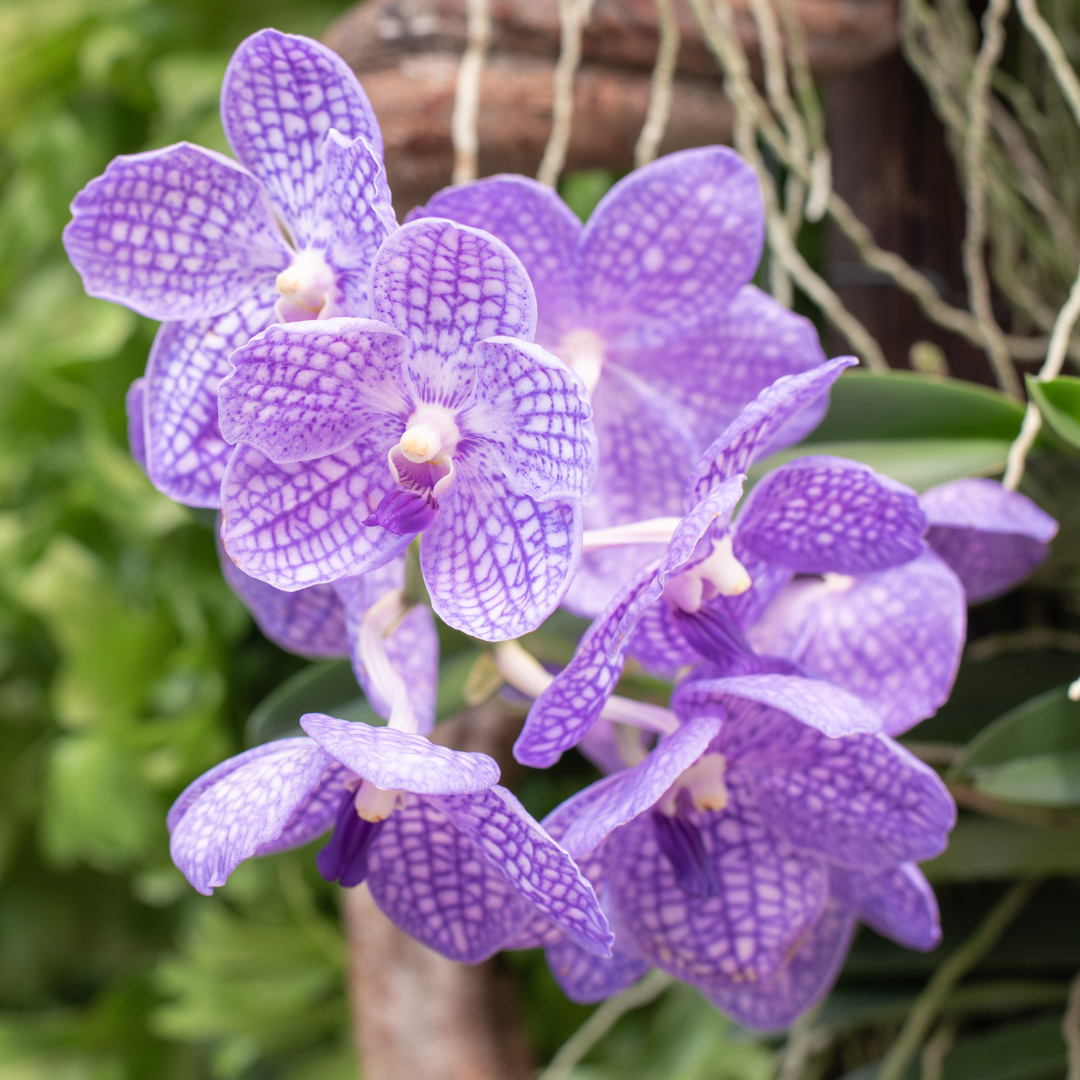 26 Best Types of Vanda Orchids + Beginner's Care Guide - The Girl with a Shovel