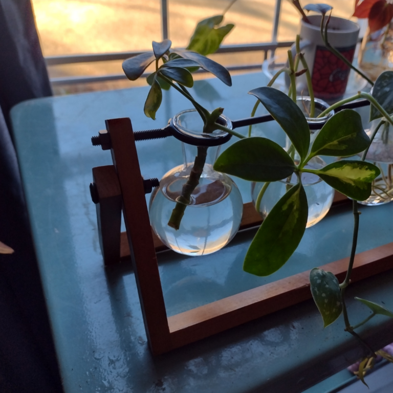 How to Easily Propagate your Umbrella Plant (So it roots!) - The Girl ...