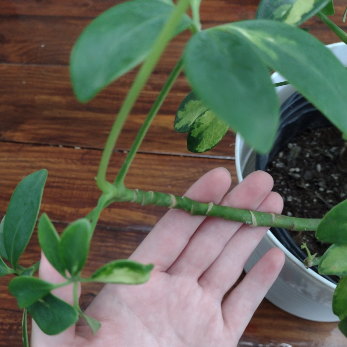 How to Easily Propagate your Umbrella Plant (So it roots!) - The Girl ...