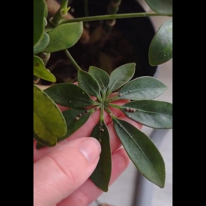 How to Easily Propagate your Umbrella Plant (So it roots!) - The Girl ...