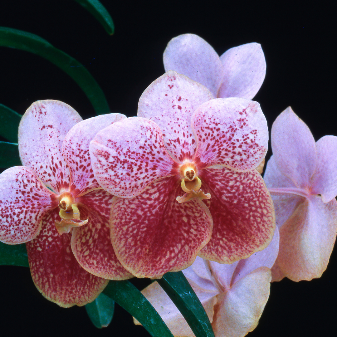 26 Best Types of Vanda Orchids + Beginner's Care Guide - The Girl with ...