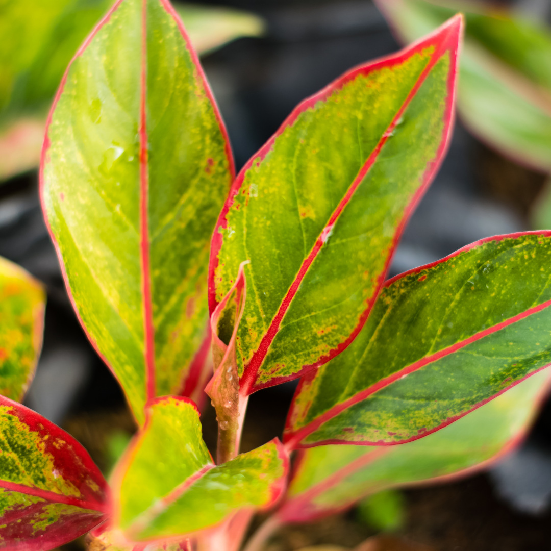 A Step-by-step Guide to Propagate Chinese Evergreen - The Girl with a ...