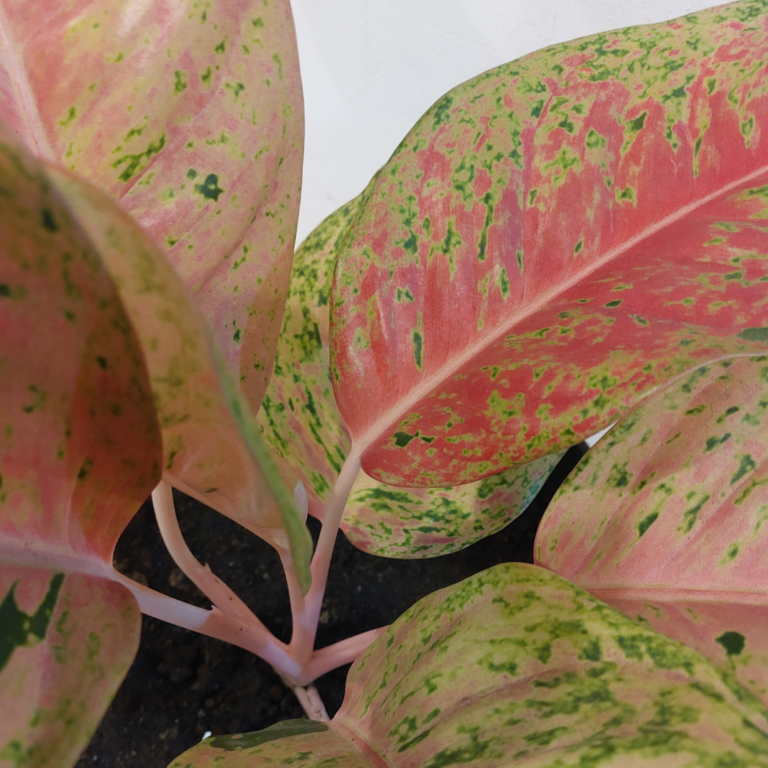 30 Stunning, Easy-Care Aglaonema Varieties to Grow! - The Girl with a ...