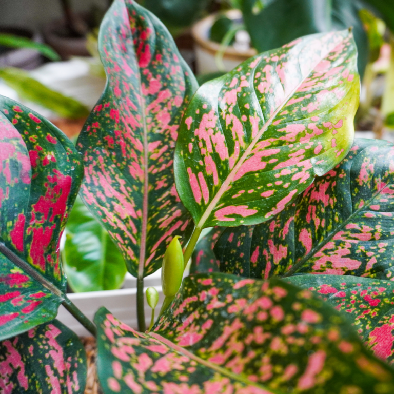 30 Stunning, Easy-Care Aglaonema Varieties to Grow! - The Girl with a ...