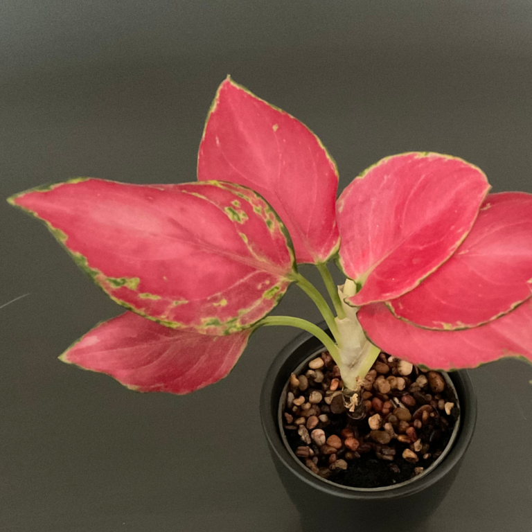 30 Stunning, Easy-Care Aglaonema Varieties to Grow! - The Girl with a ...
