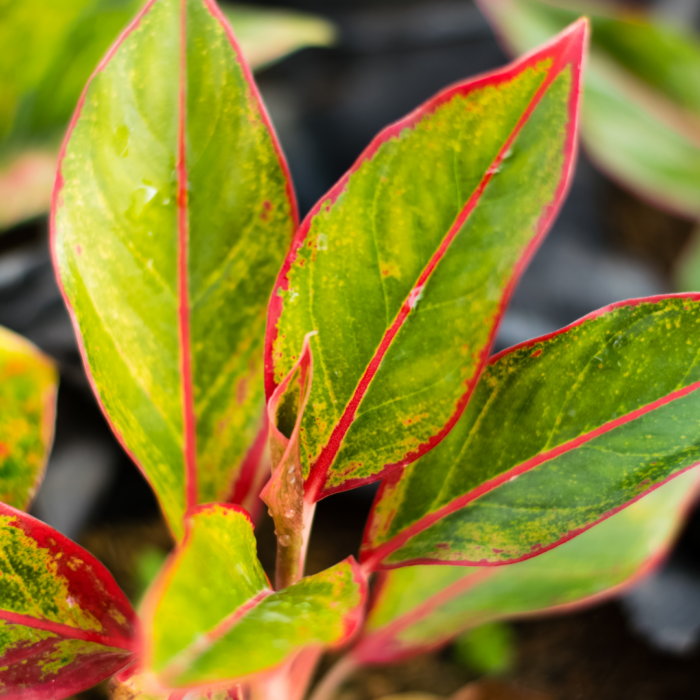 30 Stunning, Easy-Care Aglaonema Varieties to Grow! - The Girl with a ...