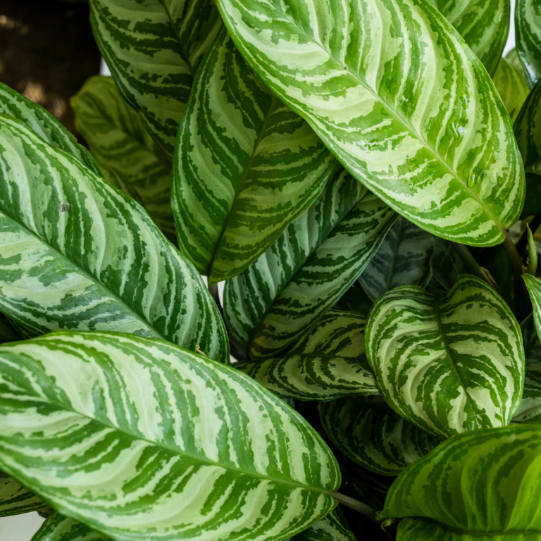 30 Stunning, Easy-Care Aglaonema Varieties to Grow! - The Girl with a ...