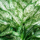 30 Stunning, Easy-Care Aglaonema Varieties to Grow! - The Girl with a ...