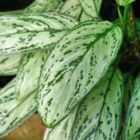30 Stunning, Easy-Care Aglaonema Varieties to Grow! - The Girl with a ...